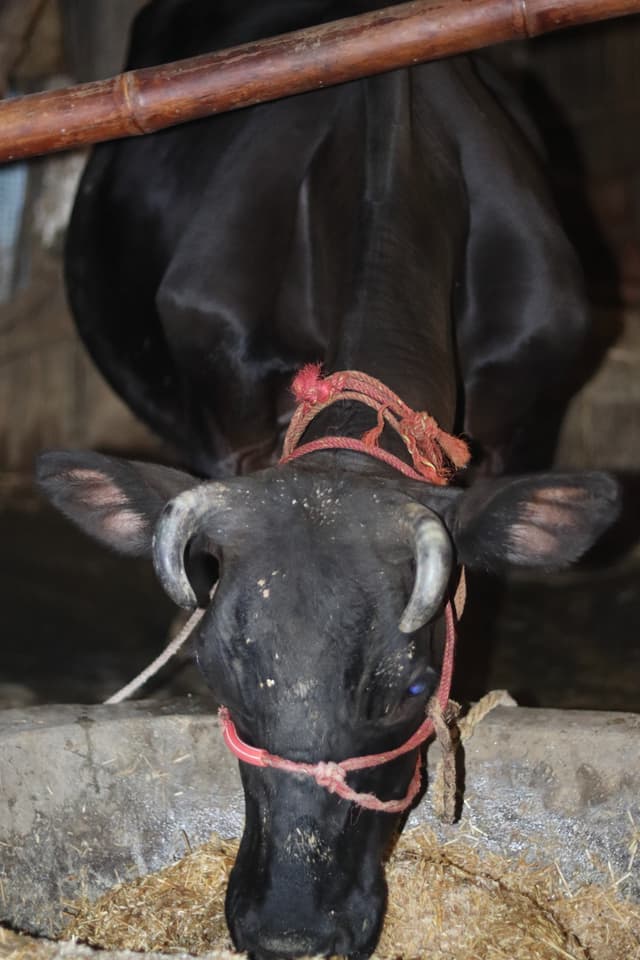 Dudhpuke | Farm Fresh Milk Delivery by Om Sai Pashu Palan